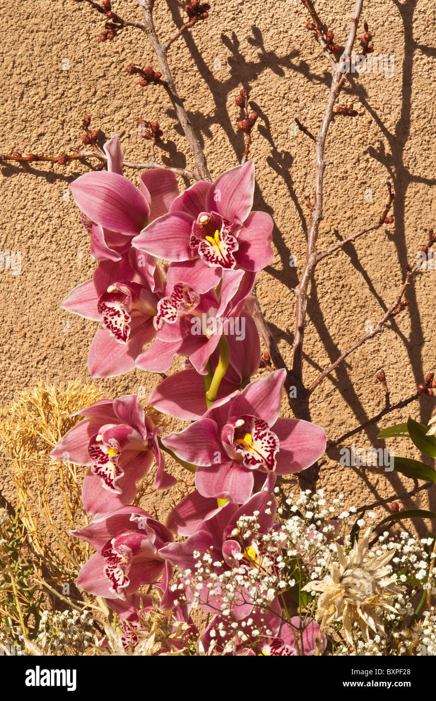 Purple cymbidium hi-res stock photography and images - Alamy