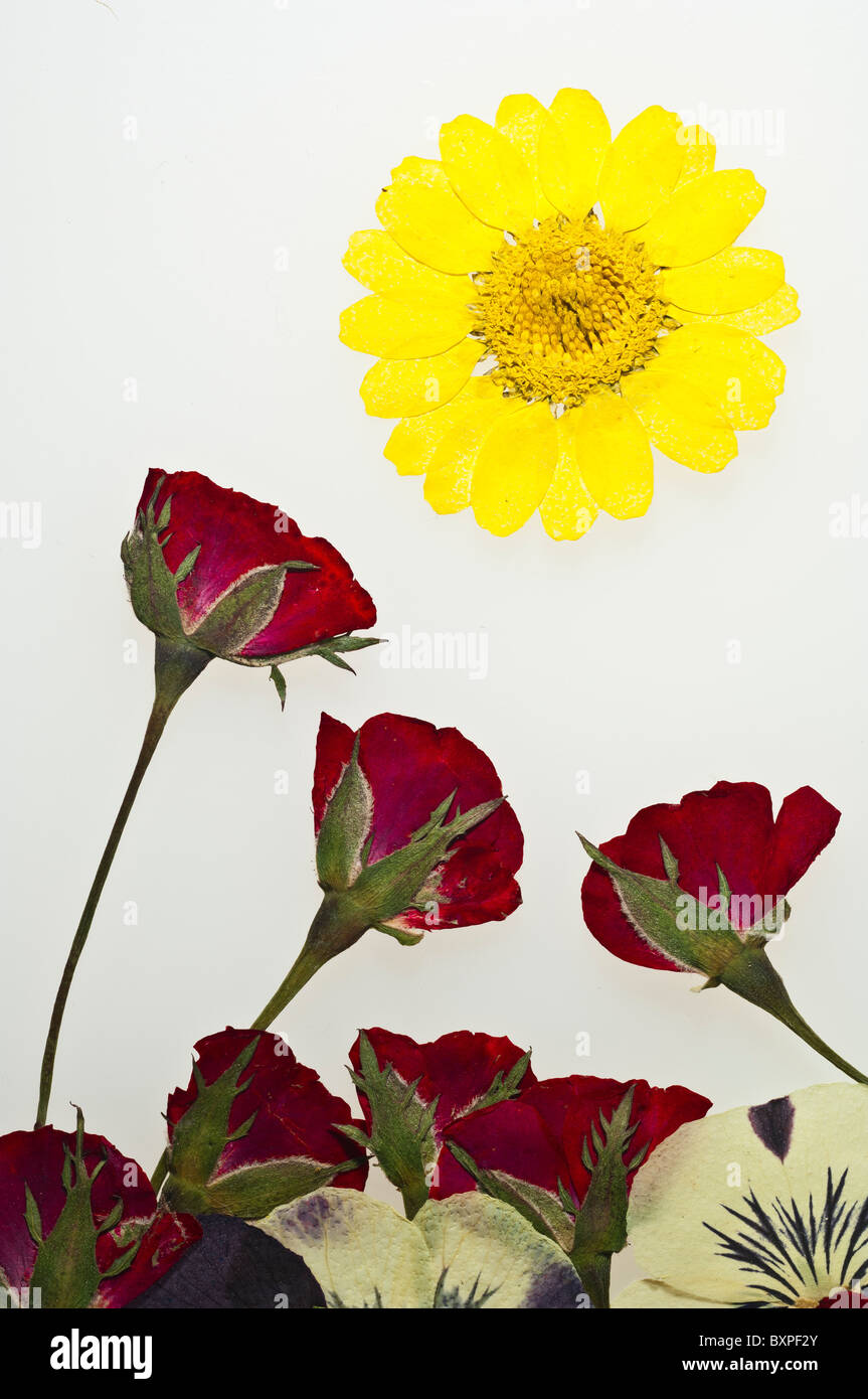 Whimsical layout of pressed, dried flowers suitable for cut-out Stock ...