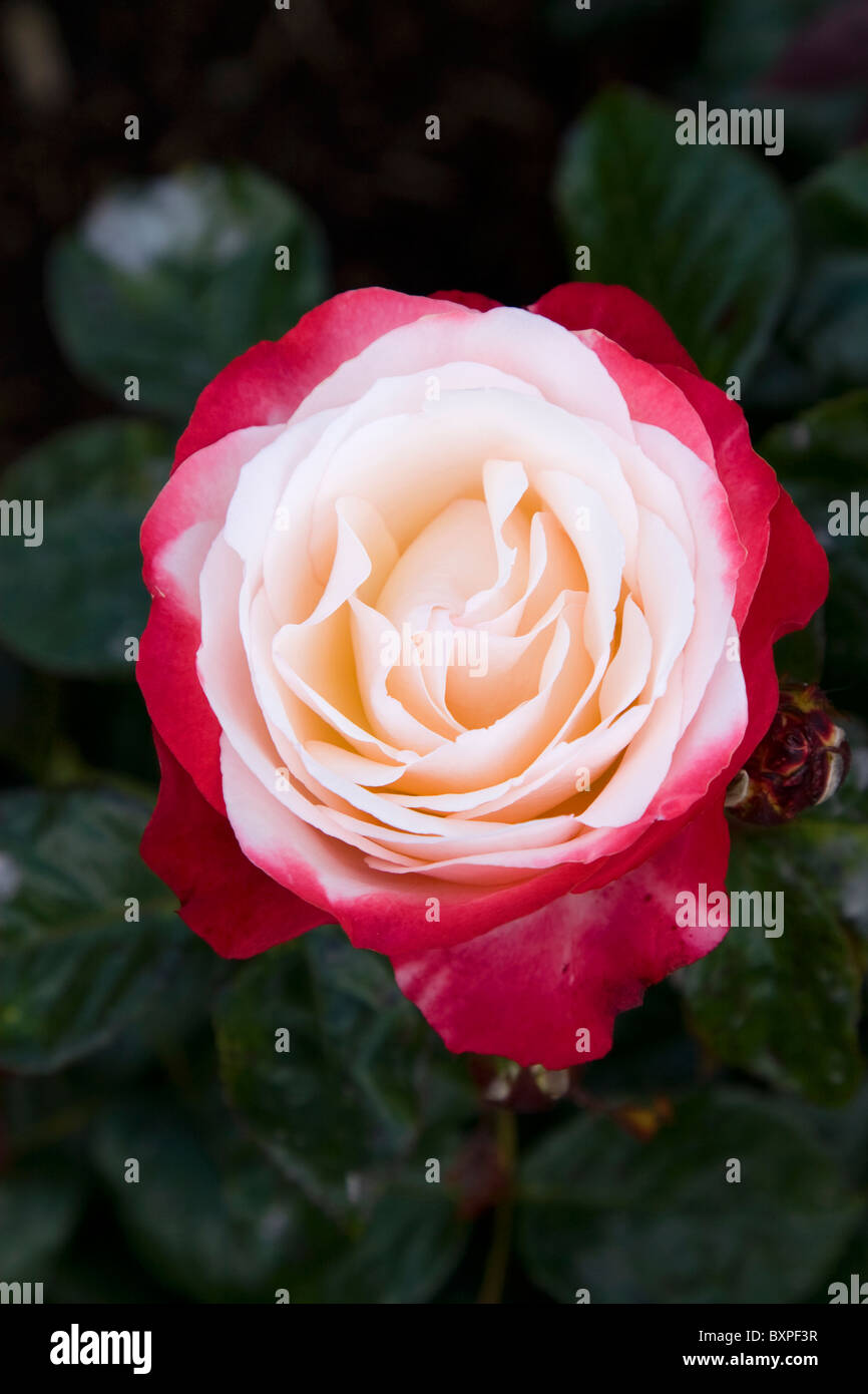 Queen marys rose garden hi-res stock photography and images - Alamy