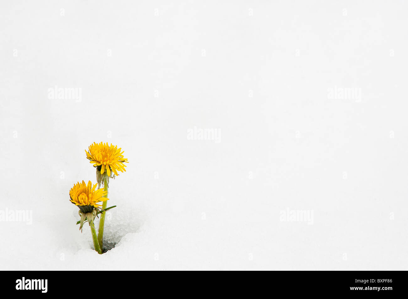 Flowers growing through snow hi-res stock photography and images - Alamy