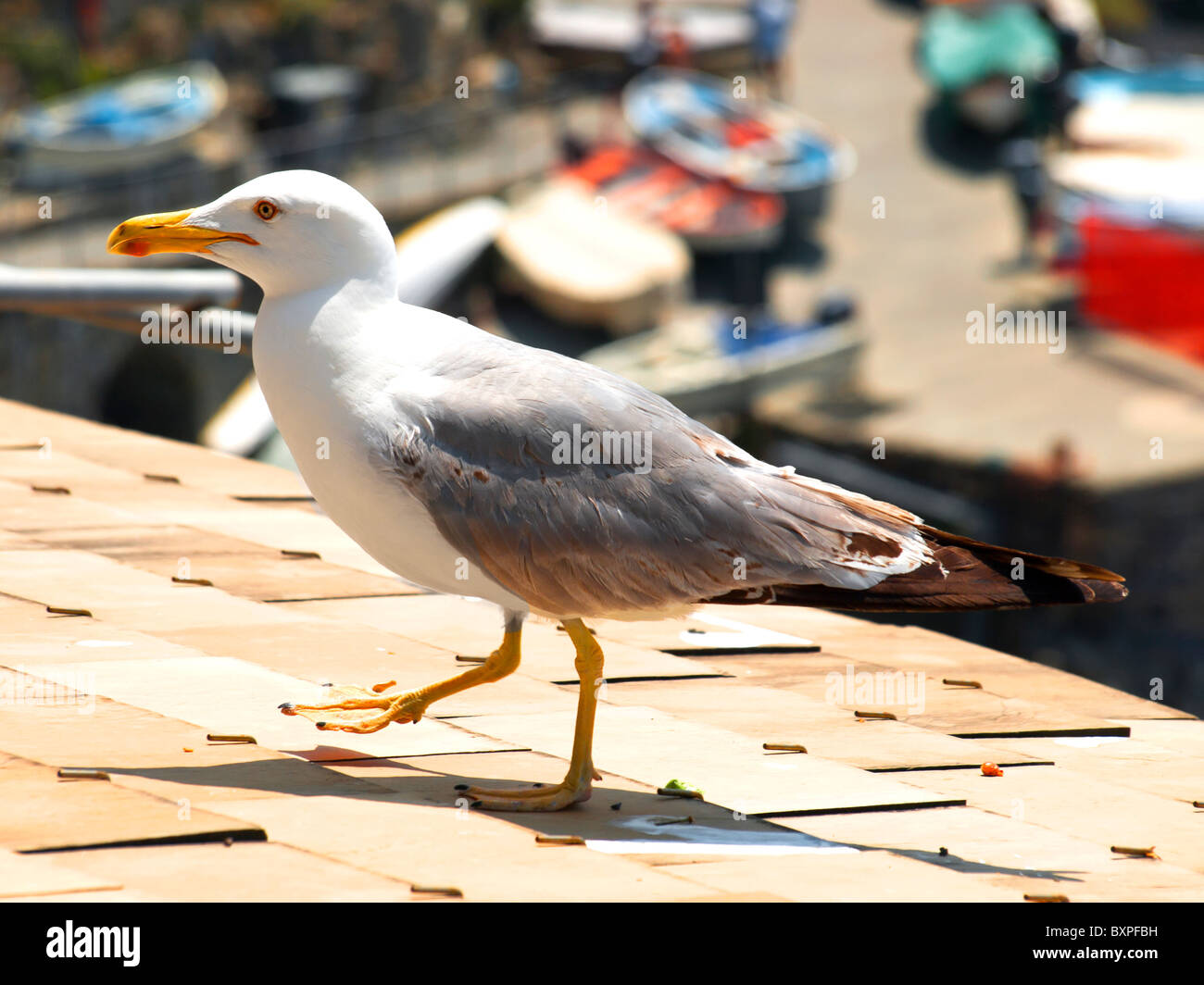 Flying wild birds hi-res stock photography and images - Alamy
