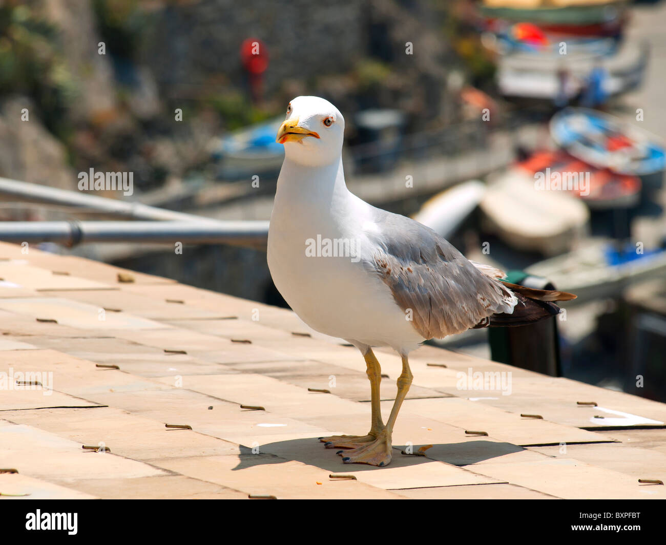 Flying wild birds hi-res stock photography and images - Alamy