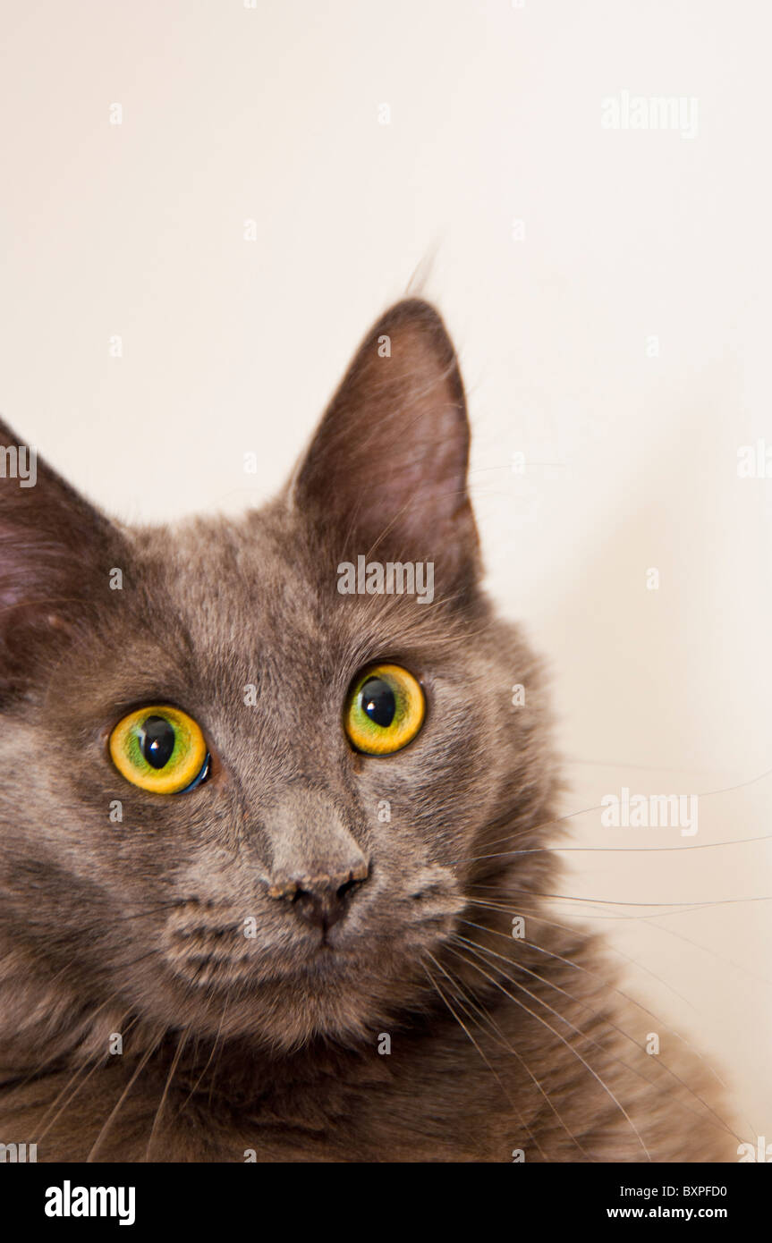 Cut-out of cat with wild eyes Stock Photo - Alamy