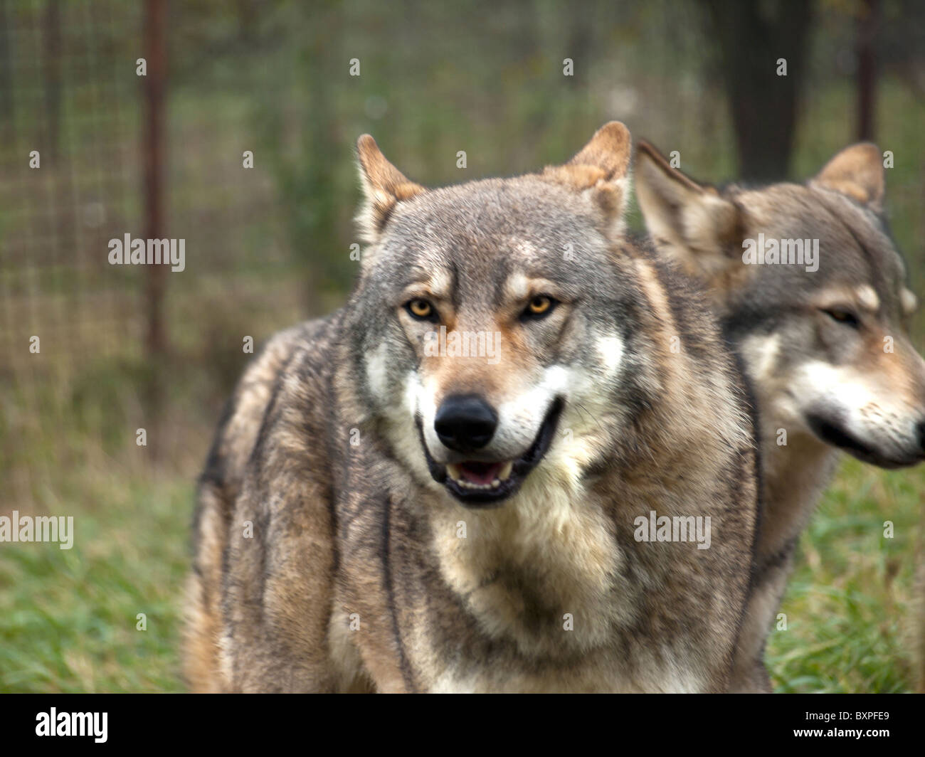 Wolf nose hi-res stock photography and images - Alamy