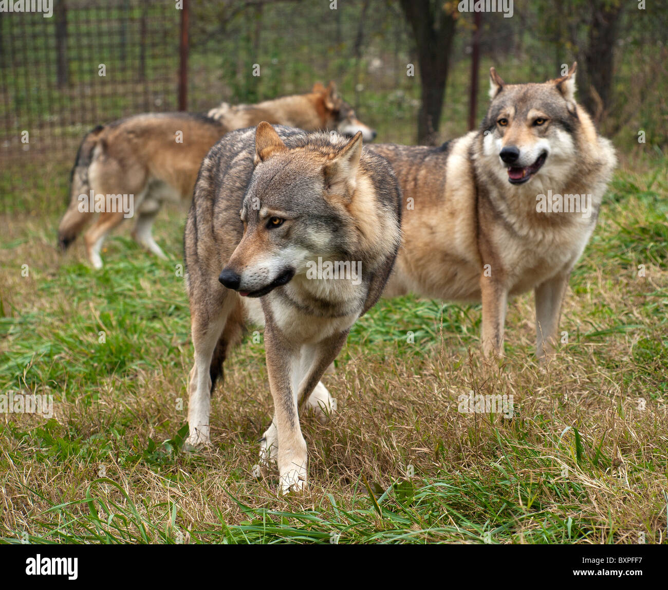 Wolf nose hi-res stock photography and images - Alamy