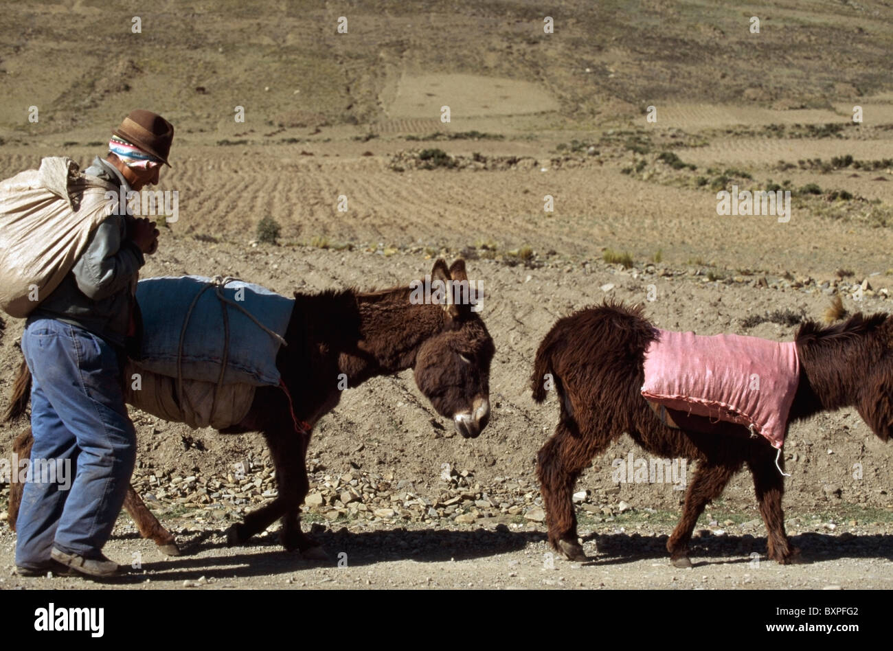 Two mules animals hi-res stock photography and images - Alamy