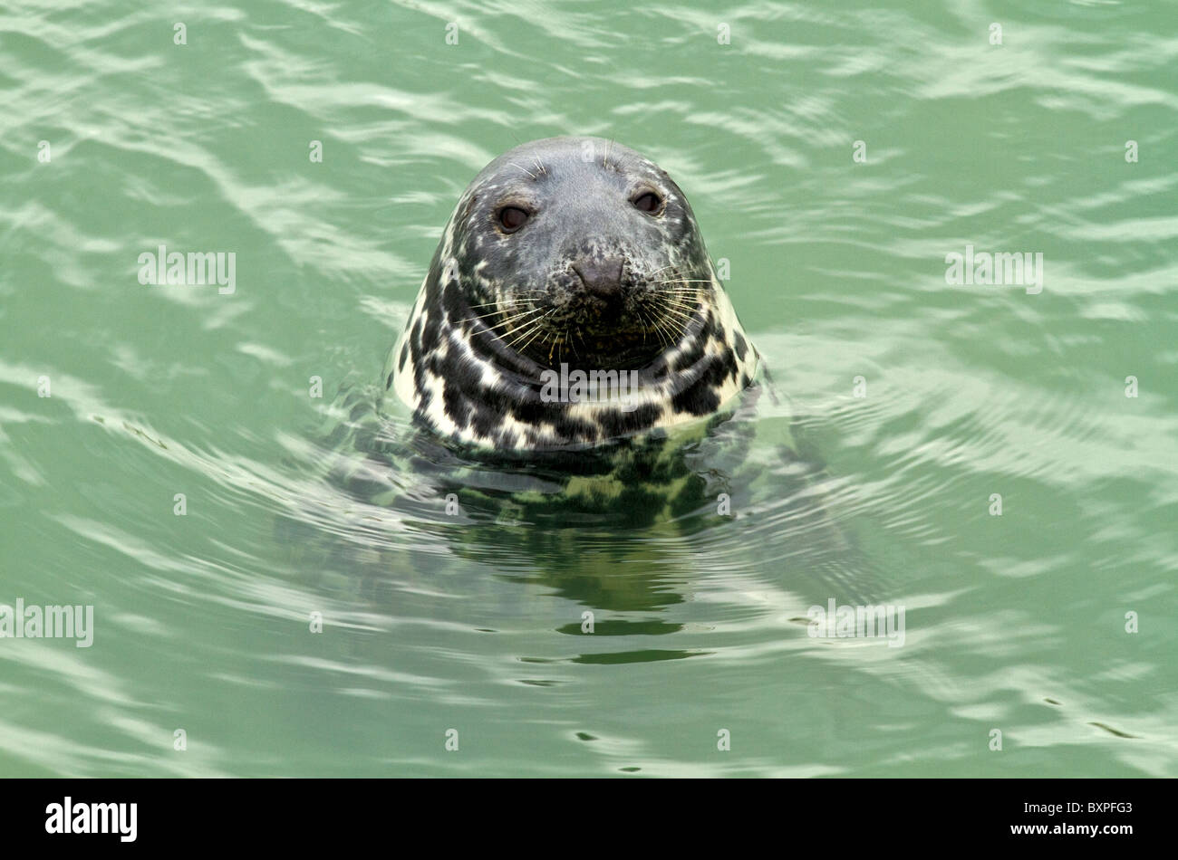 Seal of ireland hi-res stock photography and images - Alamy