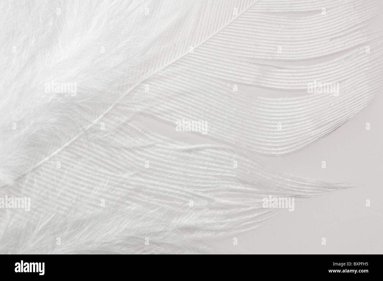 White feather on white background Stock Photo - Alamy
