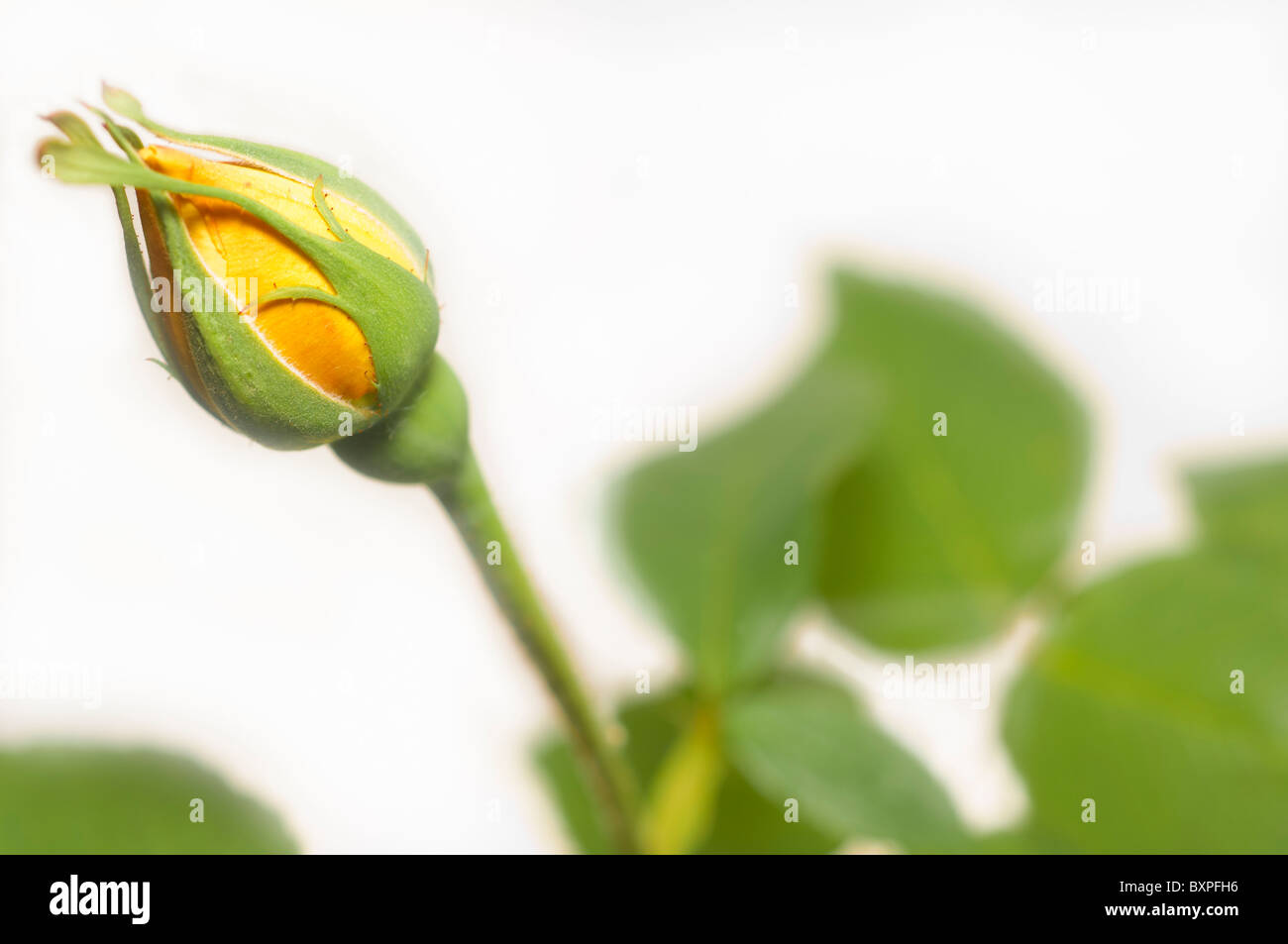 Yellow rose bud against a white background Stock Photo - Alamy