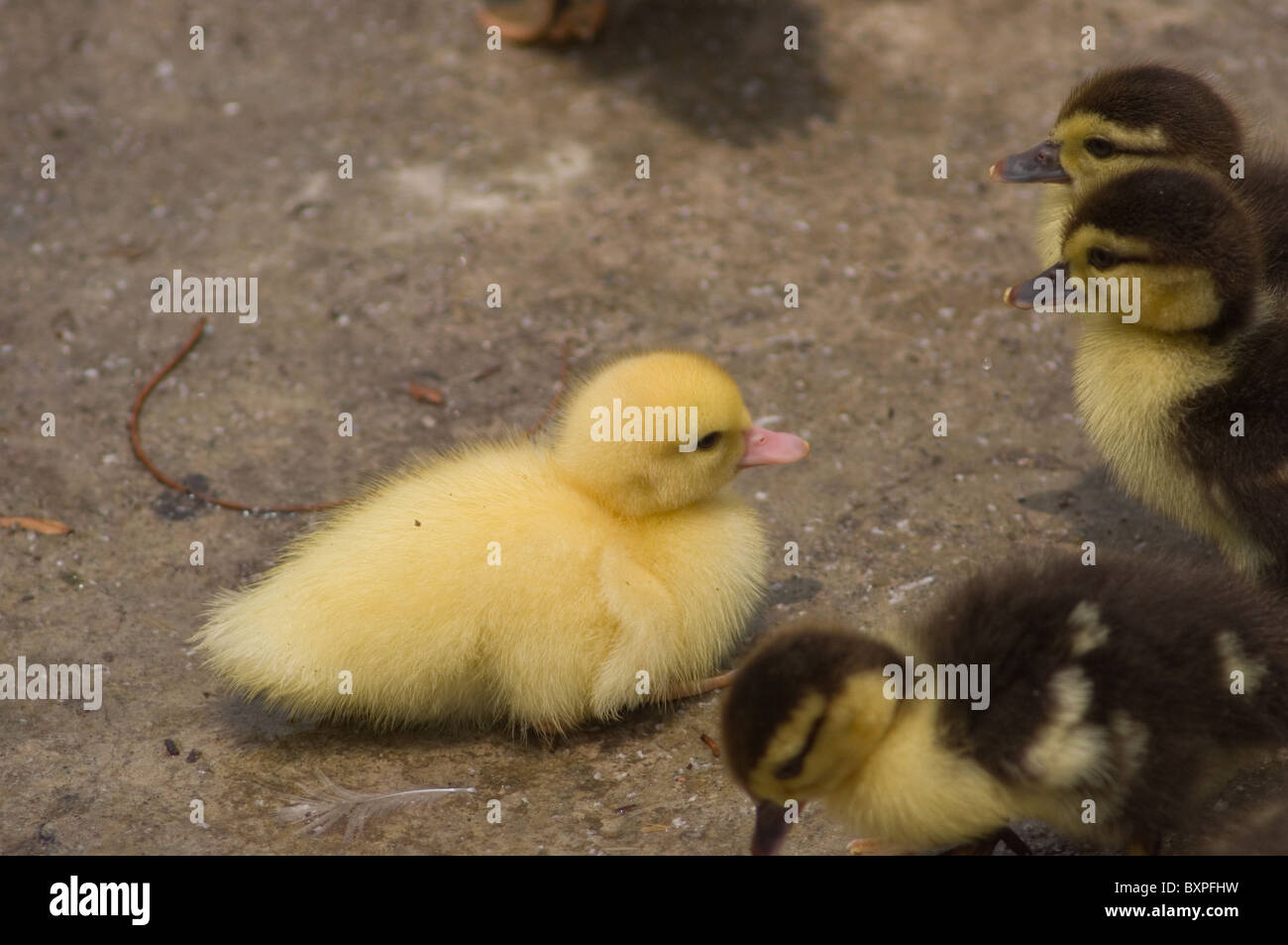 Photo of a cute baby duck Stock Photo - Alamy