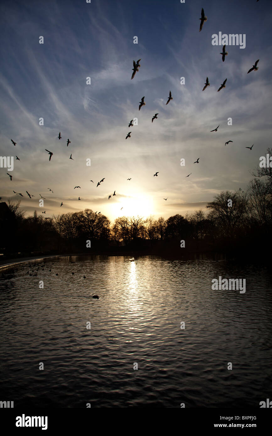 Birds flying over a pond at Alexandra Palace Stock Photo - Alamy