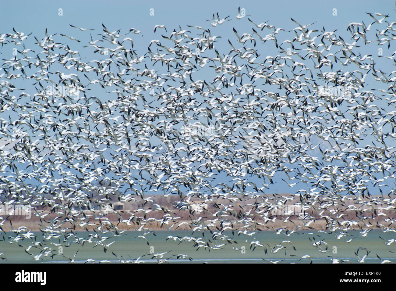Snow geese (Chen caerulescens) in winter migration stopover near Delta ...