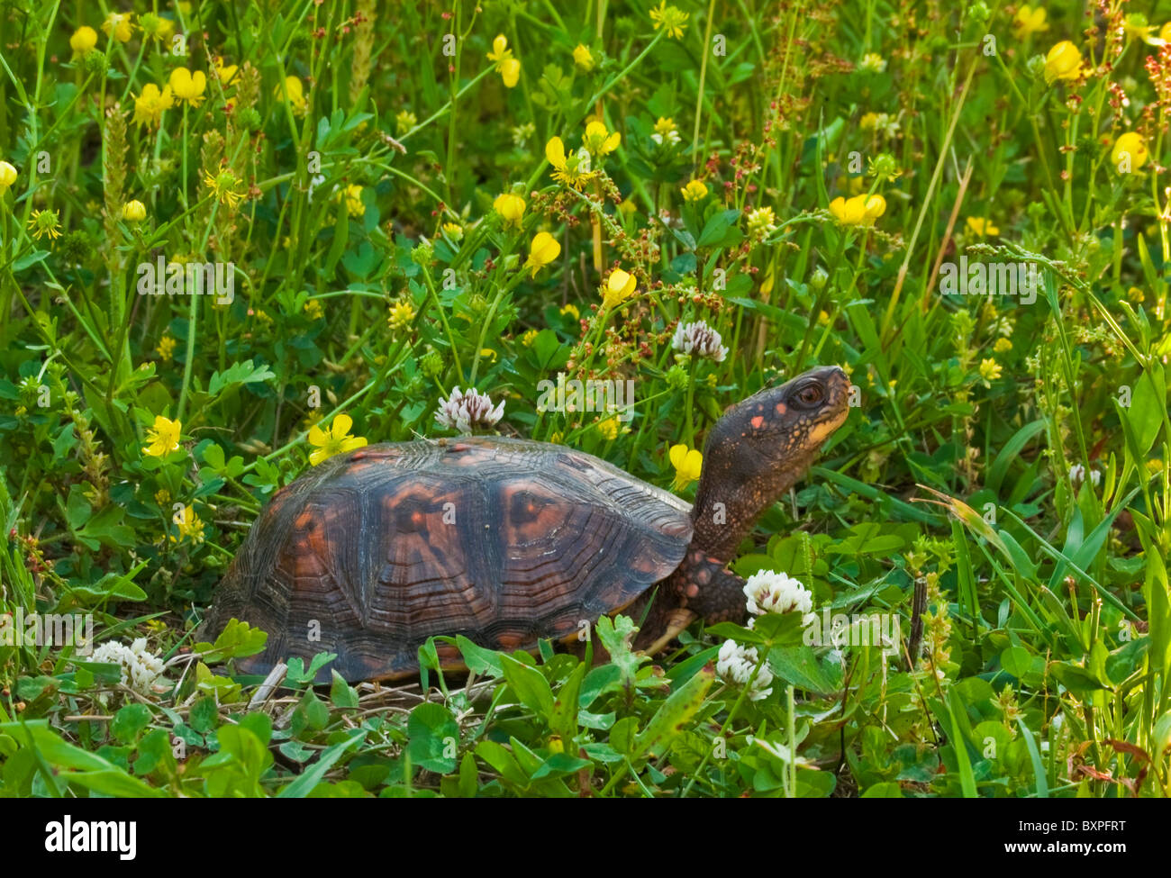 Close up of an Eastern Box Turtle isolated, Terrapene Carolina among ...