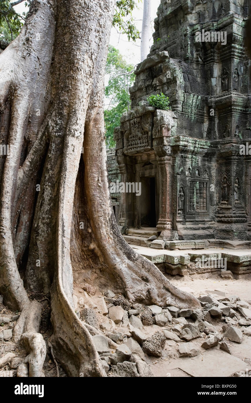 Old Tree In Temple In Cambodia Stock Photo - Alamy