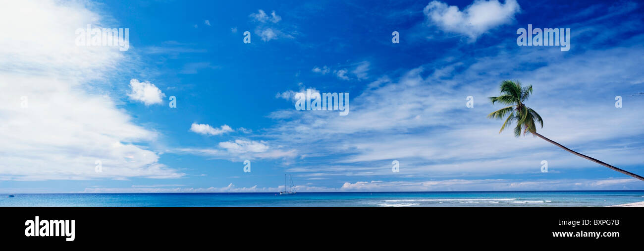 Slanted palm hi-res stock photography and images - Alamy