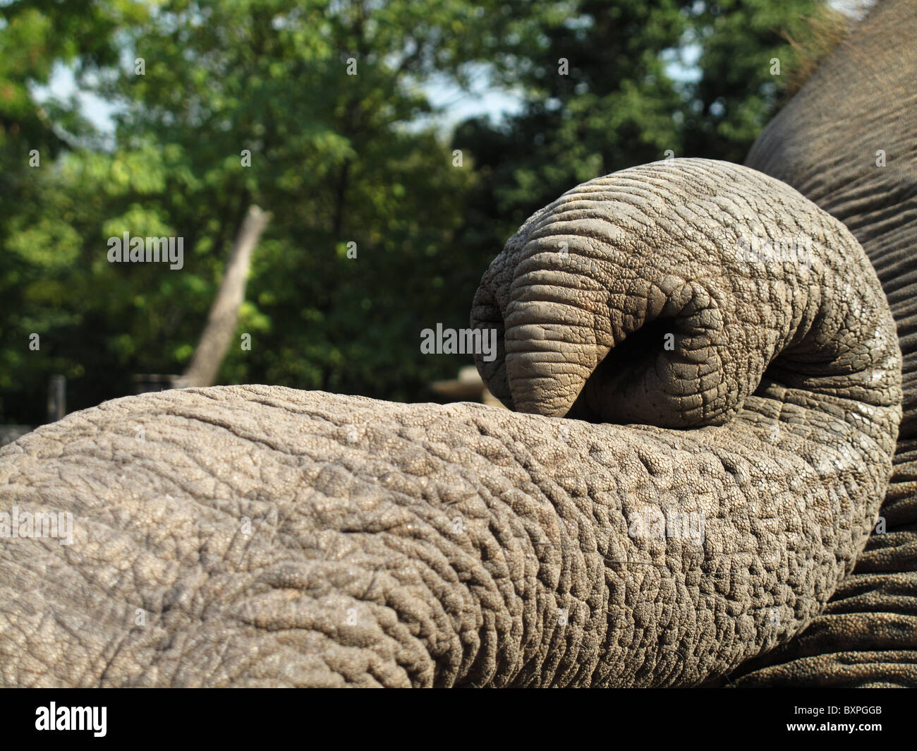 Islamabad zoo hi-res stock photography and images - Alamy