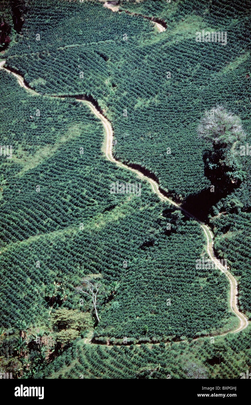 Coffee Plantation And Dirt Road, Aerial View Stock Photo - Alamy