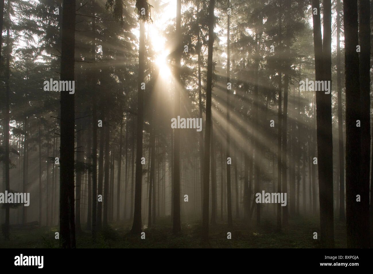 Misty Pine Forest With Sun Ray Stock Photo - Alamy