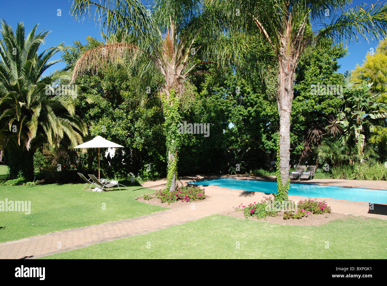 Beautiful trees in a tropical garden Stock Photo - Alamy