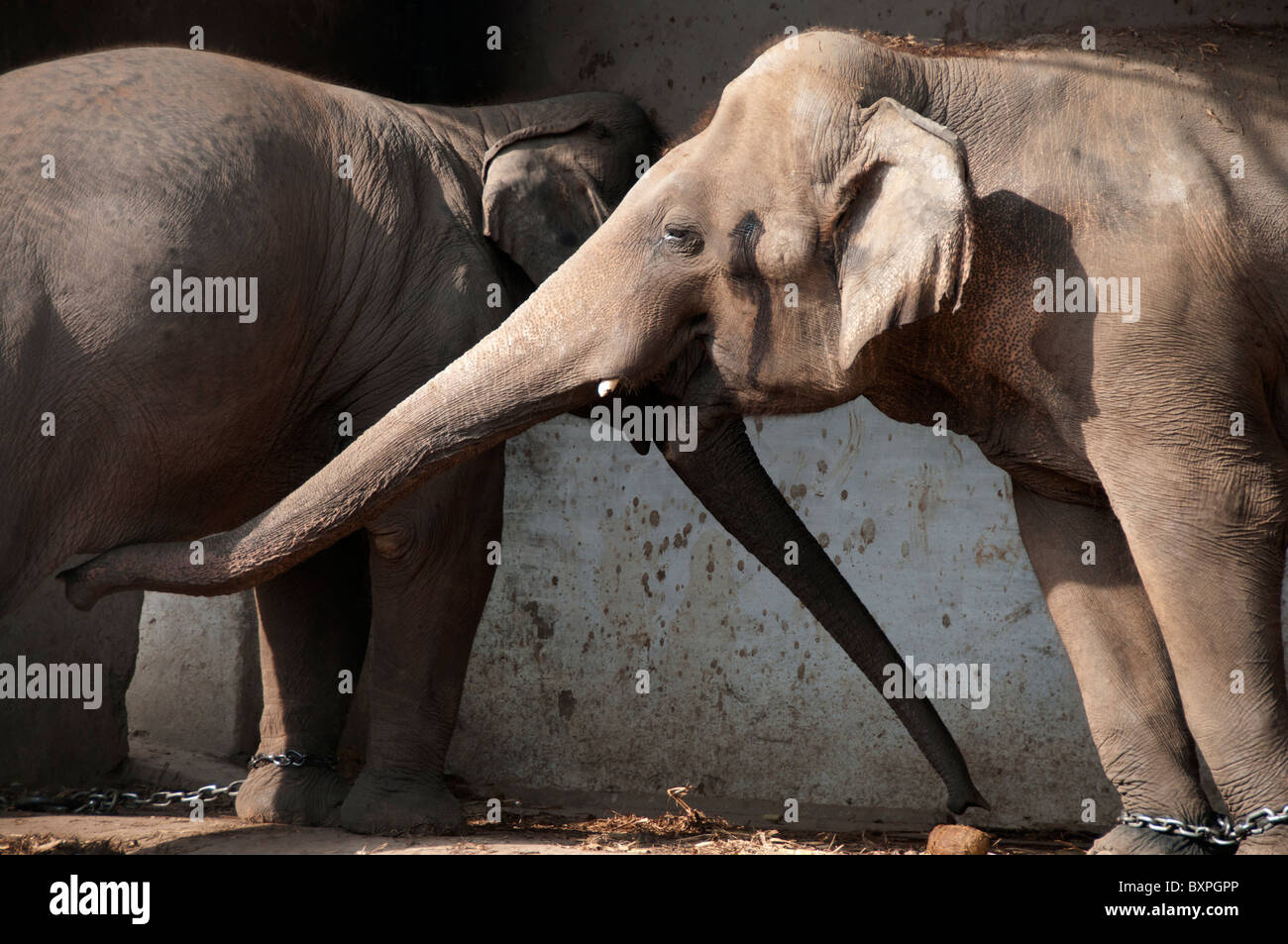 Islamabad zoo - two elephants greet each other Stock Photo - Alamy
