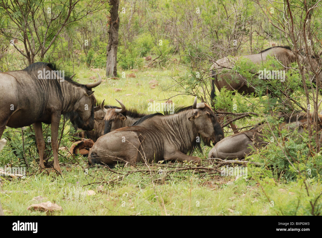 Wildebeest in Pilanesberg Game Reserve, South Africa Stock Photo - Alamy