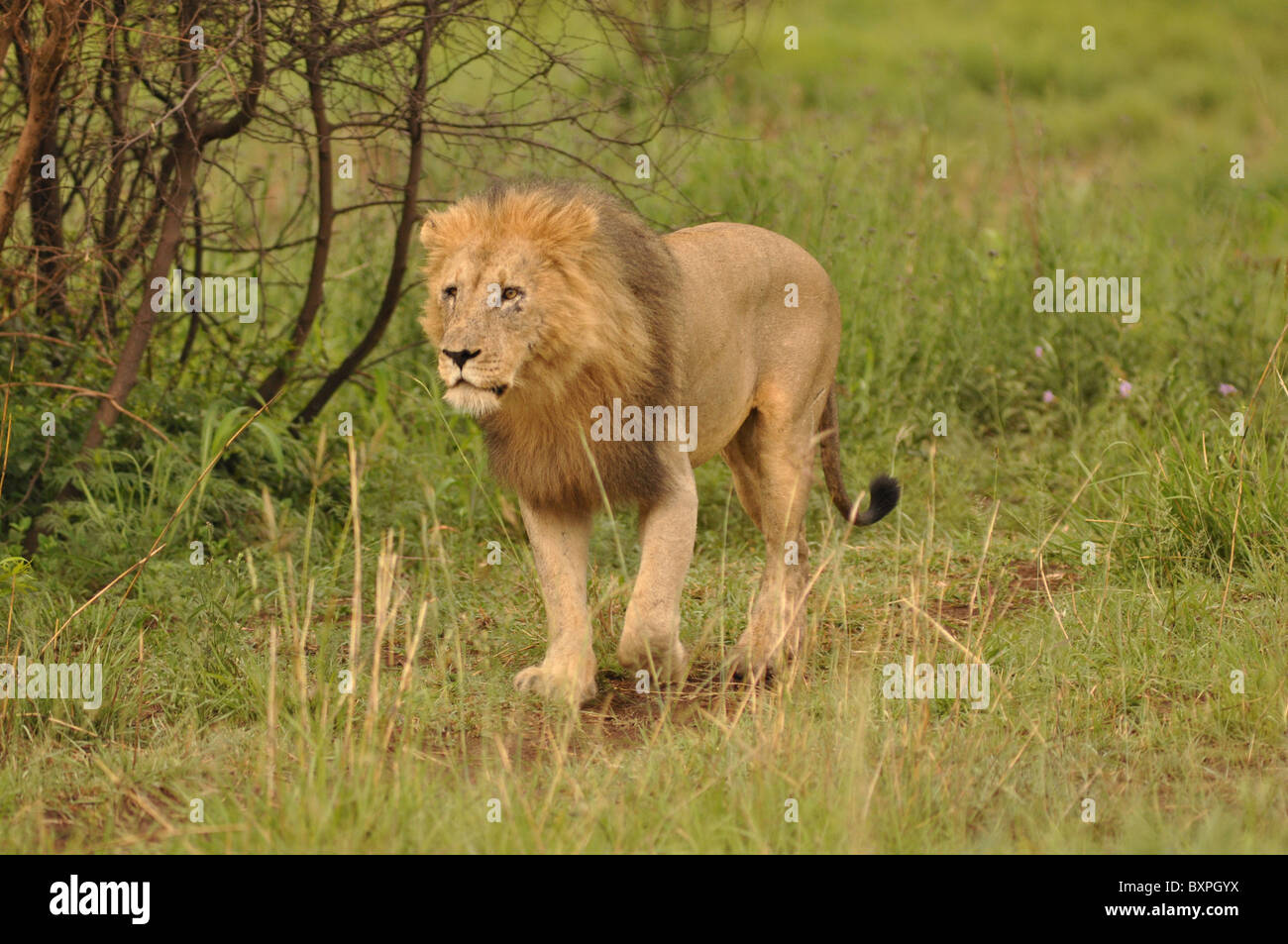 Portrait of a big male lion in Pilanesberg National Park, South Africa ...