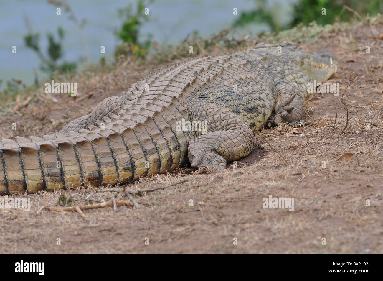 Scary Crocodile High Resolution Stock Photography and Images - Alamy