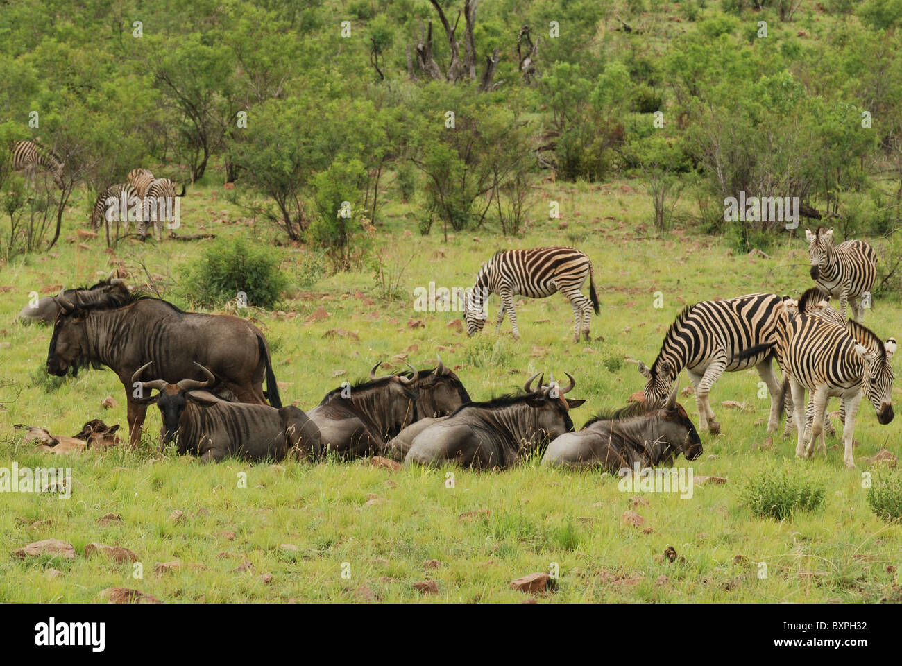 Wildebeest zebra living together in hi-res stock photography and images ...