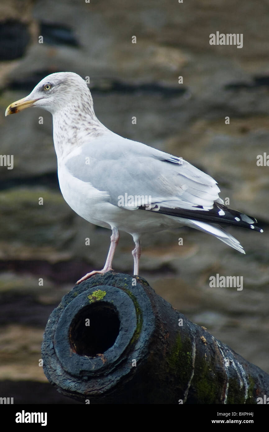 Seagull perched on harbour hi-res stock photography and images - Alamy