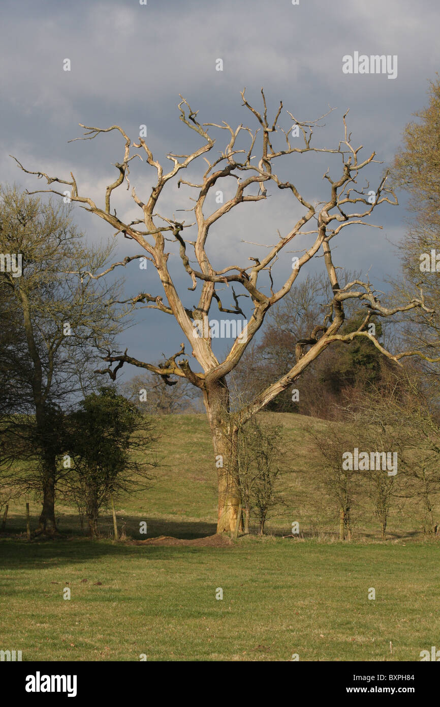 Dead tree landscape hi-res stock photography and images - Alamy
