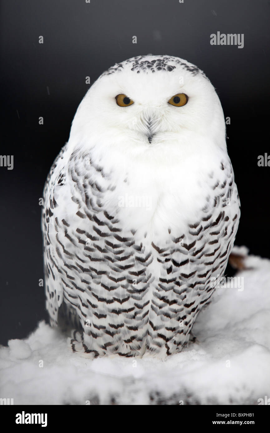 Arctic owl hi-res stock photography and images - Alamy
