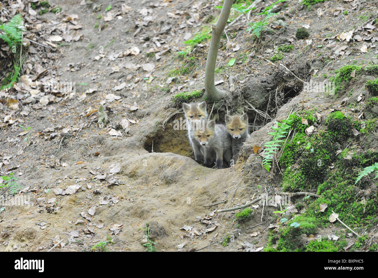 Common red fox (Vulpes vulpes) three two-month-old cubs standing at den ...