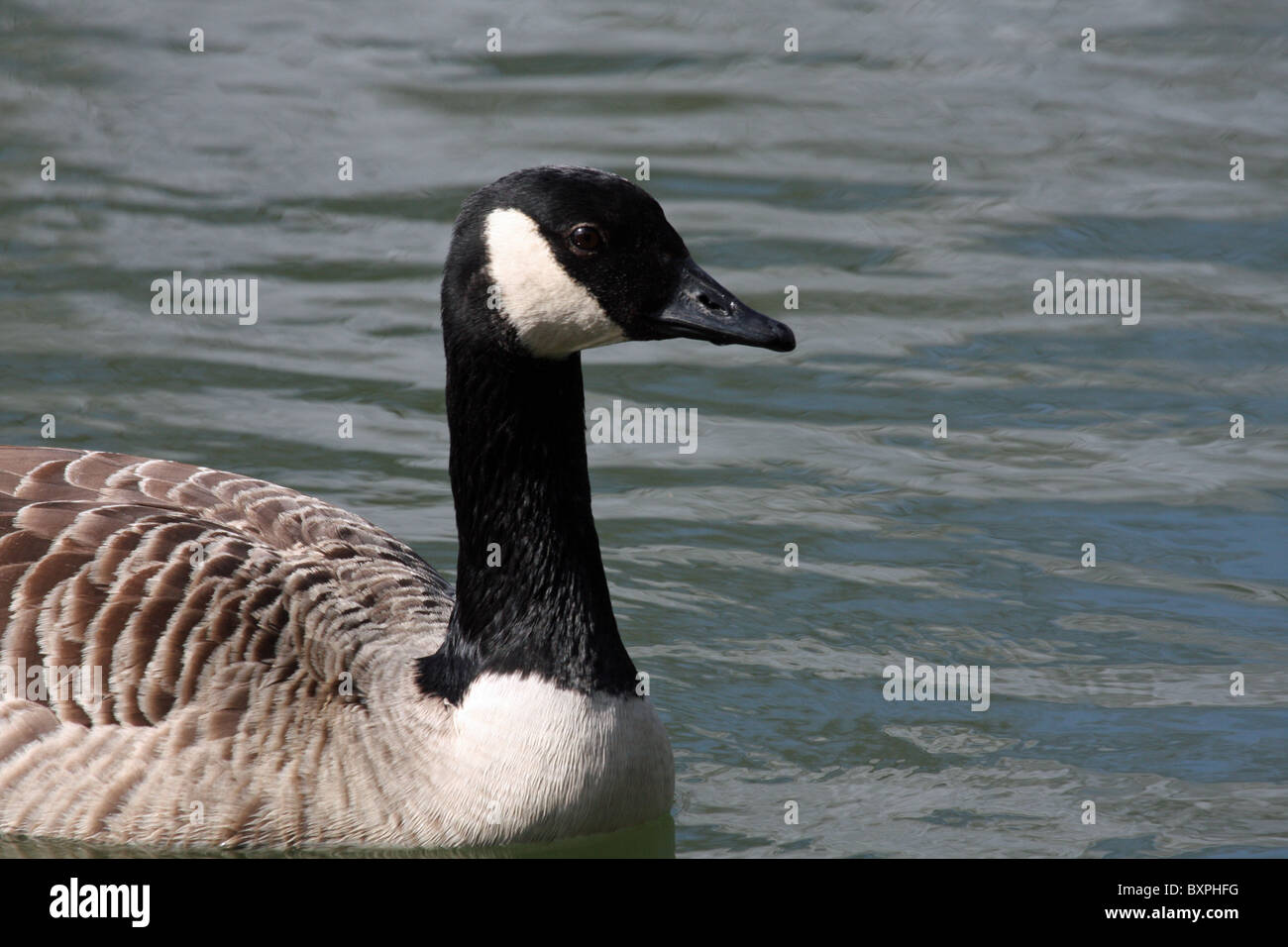 Portrait of a Canada Goose Stock Photo - Alamy