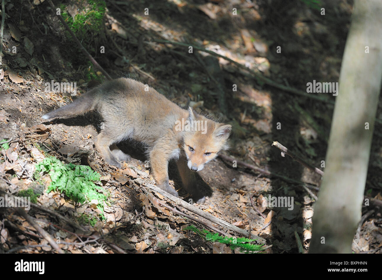 Common red fox (Vulpes vulpes) two-month-old cub exploring the area around the den at spring ...