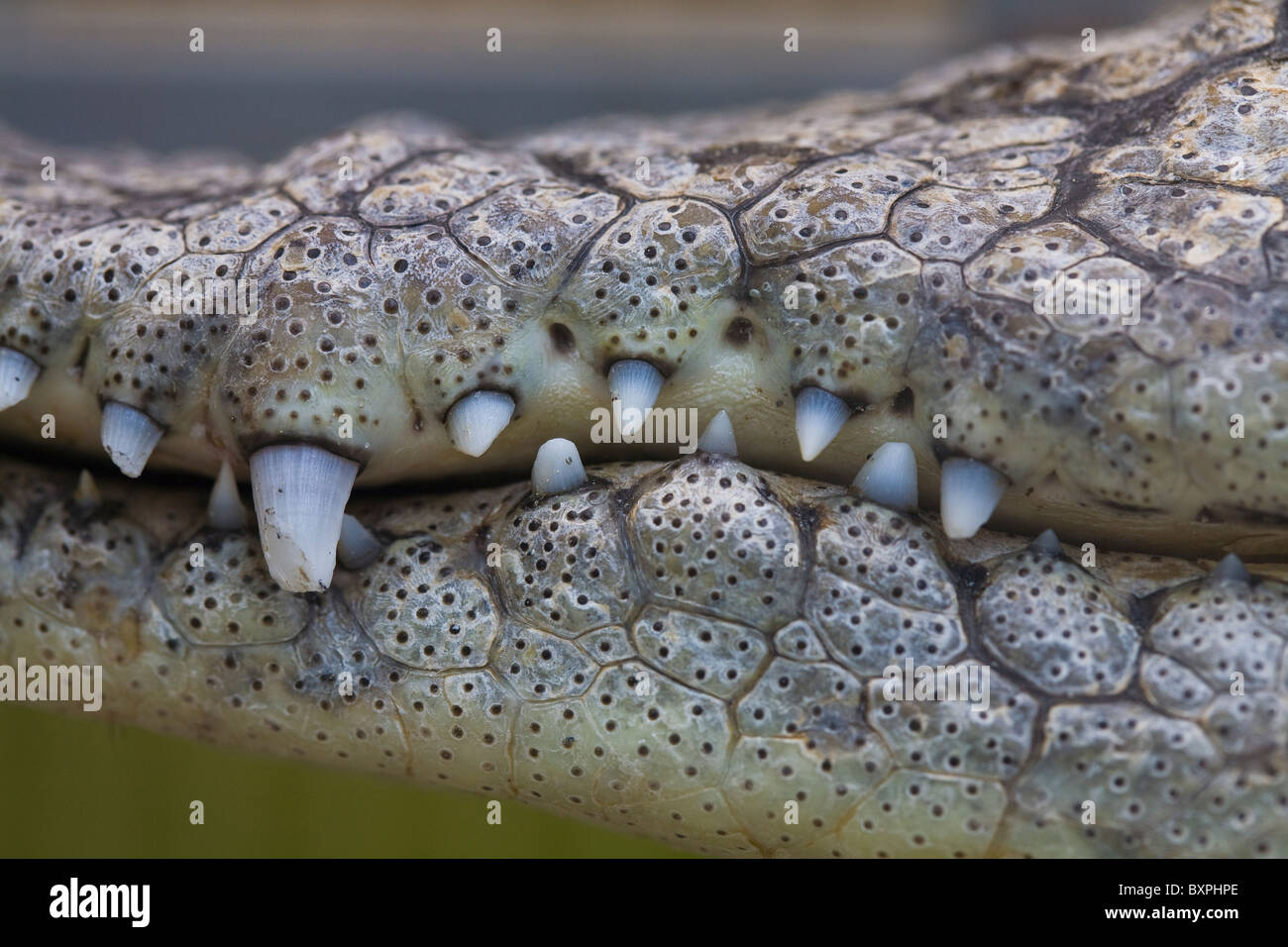 crocodile teeth close-up Stock Photo - Alamy