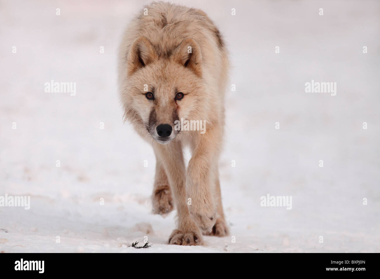 Arctic Wolf whelp, Latin: Canis lupus arctos; Polar Wolf , White Wolf ...