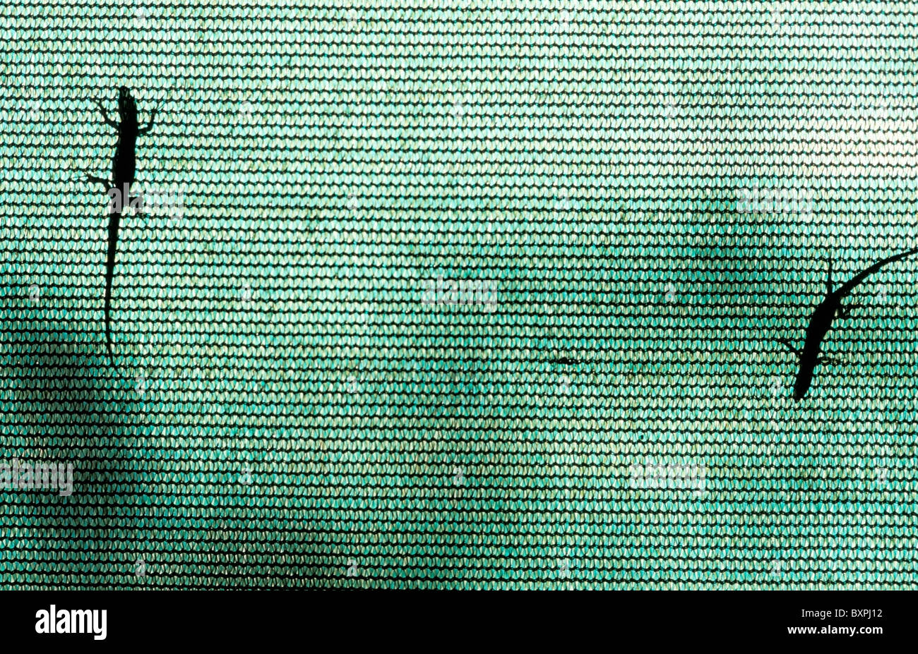 Geckos On Mesh, Close Up Stock Photo - Alamy