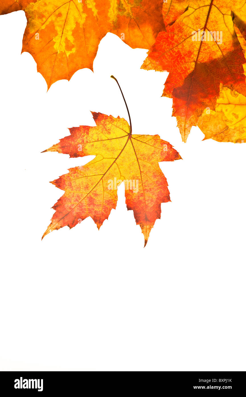 Maple leaves falling in autumn Stock Photo - Alamy