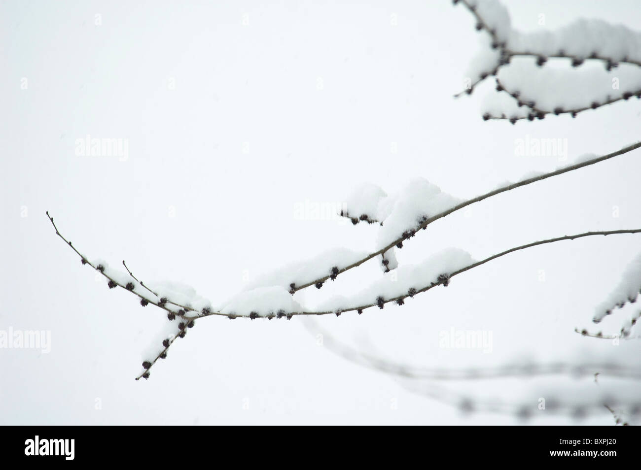 Budding branches in early Spring snow Stock Photo - Alamy