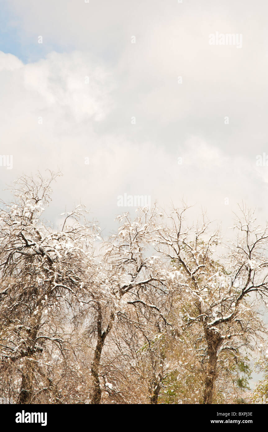 Snow laden trees hi-res stock photography and images - Alamy