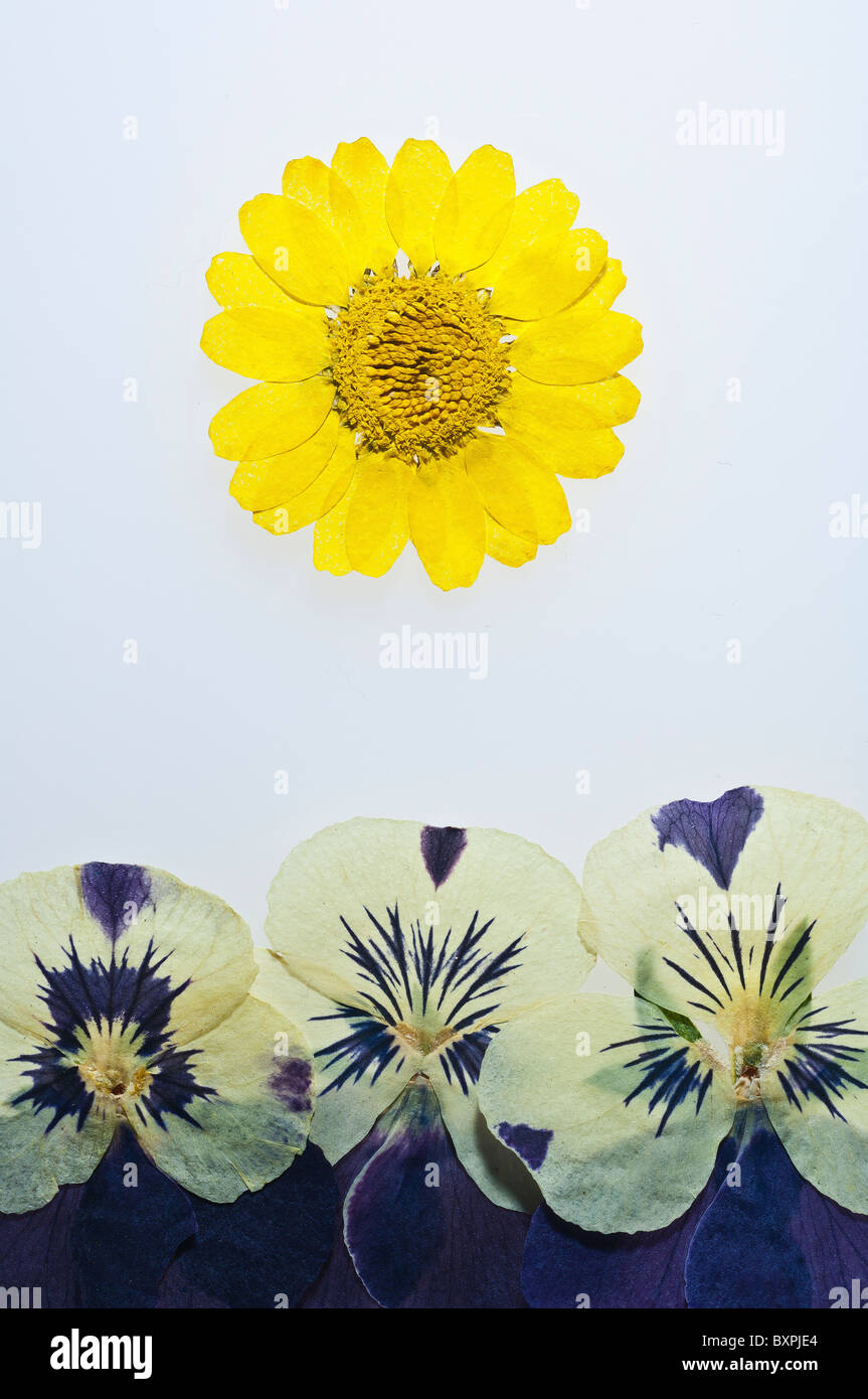 Whimsical layout of pressed, dried flowers suitable for cut-out Stock ...