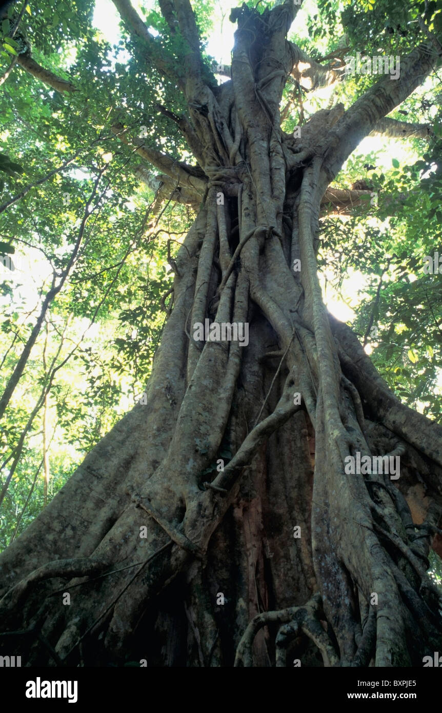 Strangler Fig, Low Angle View Stock Photo - Alamy