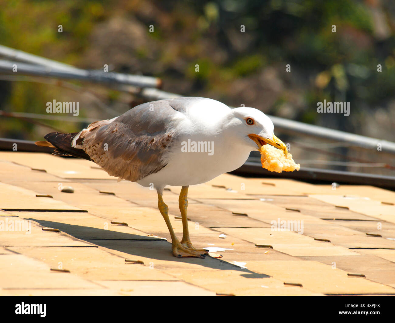 Flying wild birds hi-res stock photography and images - Alamy