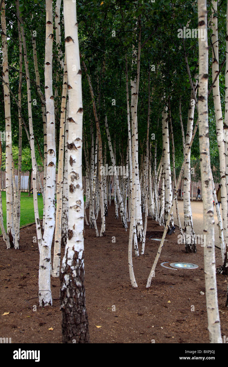 Tate modern London south bank birch trees Stock Photo - Alamy