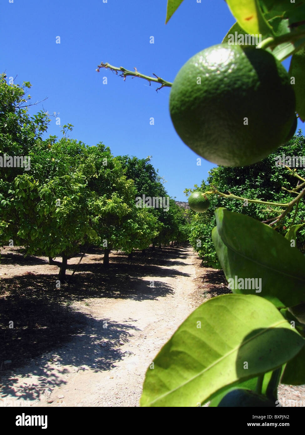 Lime grove hi-res stock photography and images - Alamy