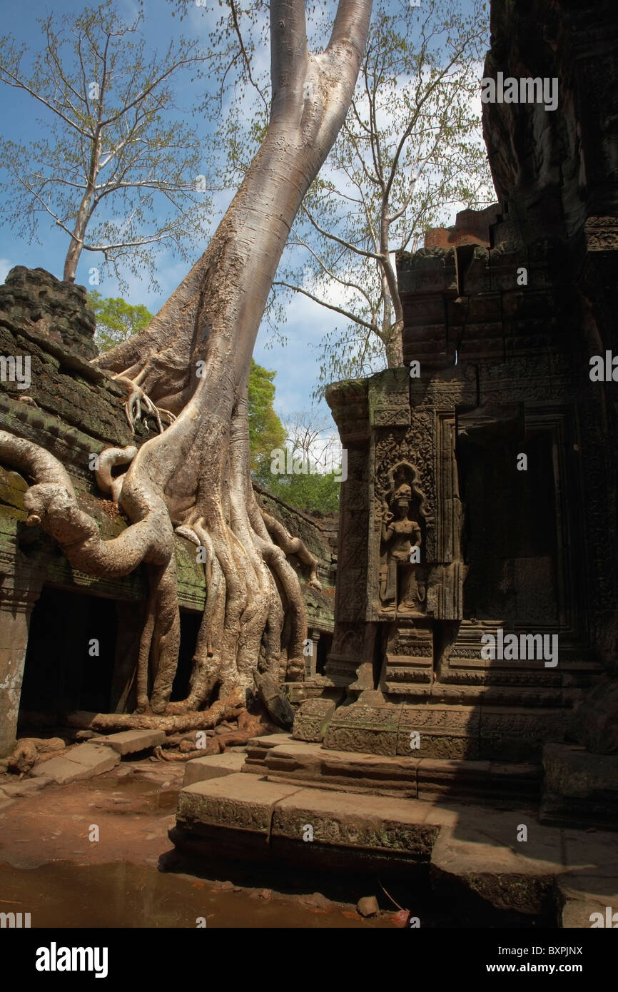 Ta prohm temple vertical image hi-res stock photography and images - Alamy