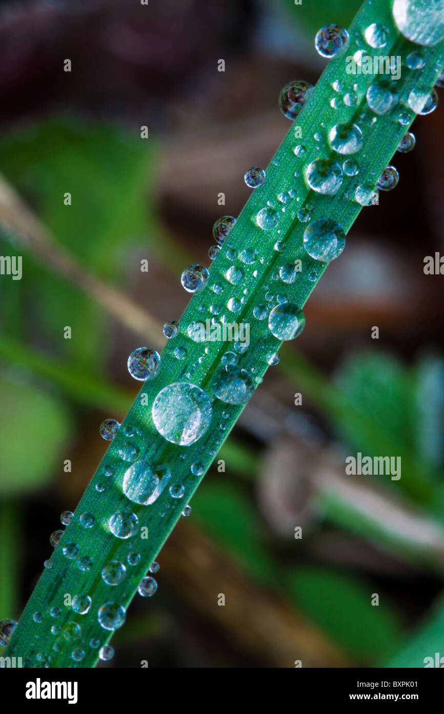 dew on grass Stock Photo - Alamy