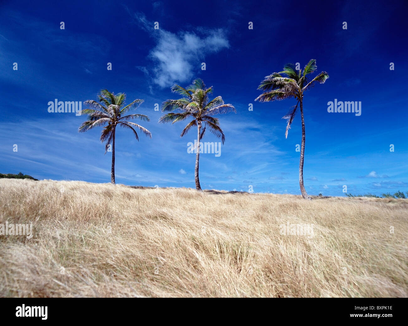 Palm field hi-res stock photography and images - Alamy