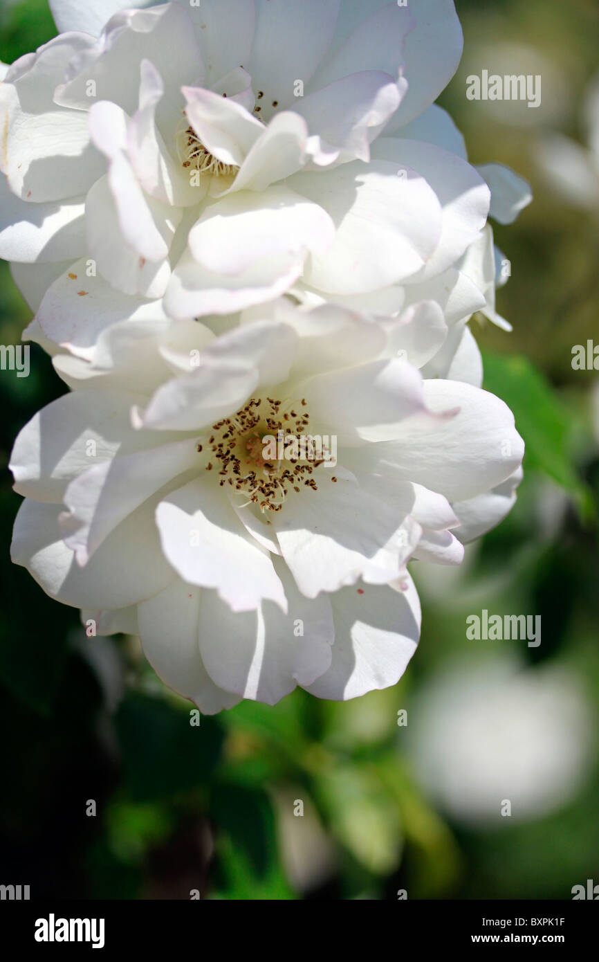 Iceberg rose hi-res stock photography and images - Alamy