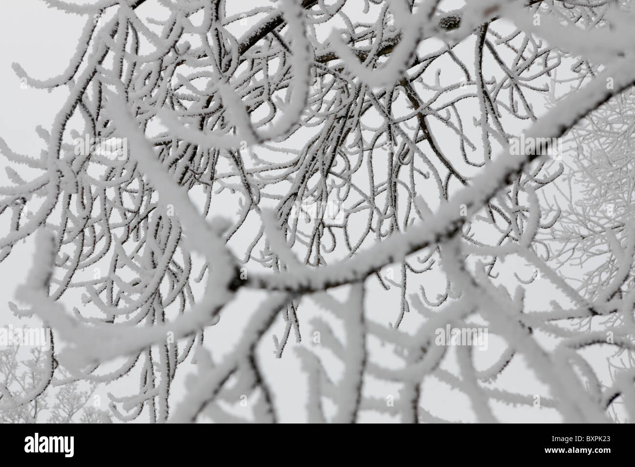Unusual configuration of snow covered branches and then frozen solid ...